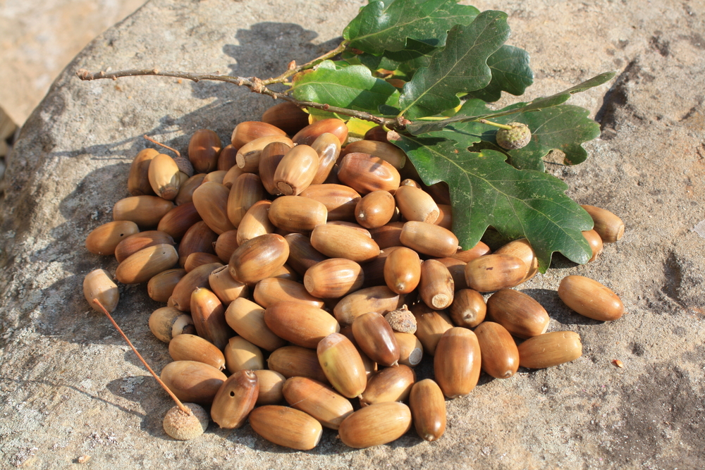 Dub letní Quercus robur - Mojebylinky - Bylinky revue, s.r.o.