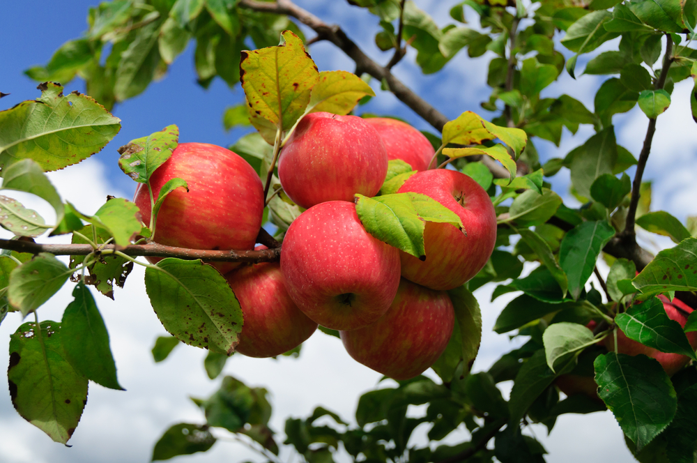 Jabloň domácí Malus domestica - Mojebylinky - Bylinky revue, s.r.o.